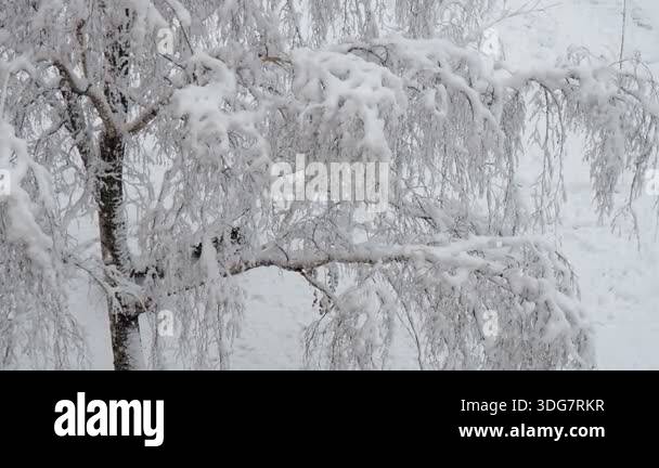 Snow-covered birch trees. Heavy canopy. Winter storm. Climate change ...