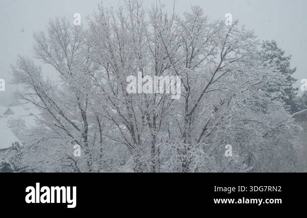 Snow-covered trees poplars. Heavy canopy. Winter storm. Climate change ...