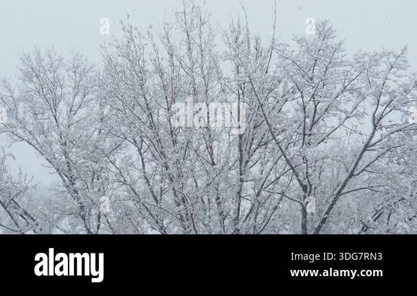 Snow-covered trees poplars. Heavy canopy. Winter storm. Climate change ...