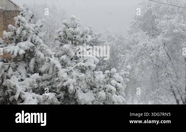 Snow-covered trees and bushes. Heavy canopy. Winter storm. Climate ...
