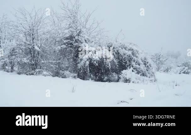 Snow-covered trees and bushes. Heavy canopy. Winter storm. Climate ...
