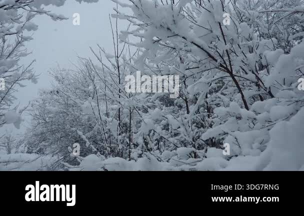 Snow-covered trees and bushes. Heavy canopy. Winter storm. Climate ...