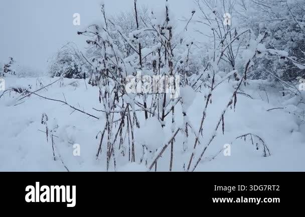 Beautiful Meadow Grasses Covered In Snow After Heavy Snowfall Create ...