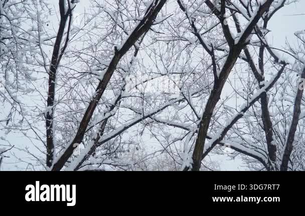 Walnut trees Snow-covered. Heavy canopy. Winter storm. Climate change ...