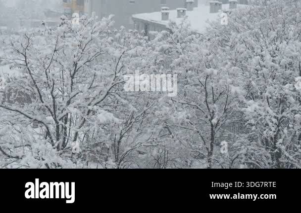 Snow-covered trees and bushes. Heavy canopy. Winter storm. Climate ...