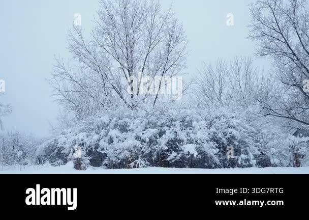 Snow-covered trees and bushes. Heavy canopy. Winter storm. Climate ...