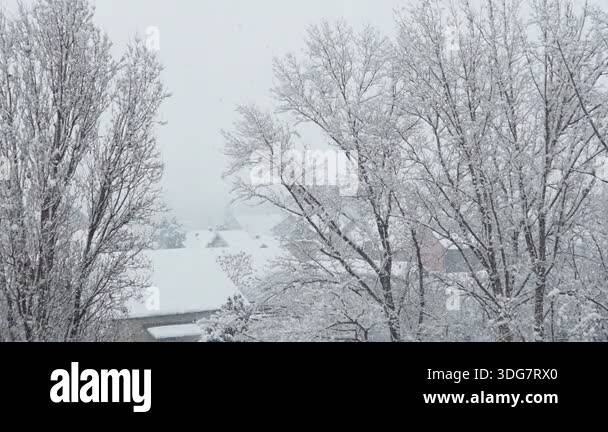 Snow-covered trees poplars. Heavy canopy. Winter storm. Climate change ...