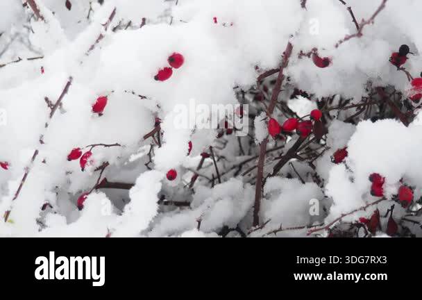 A Wild Rose Rosa Bush Stands Majestically In The Snow, Its Bright Red ...