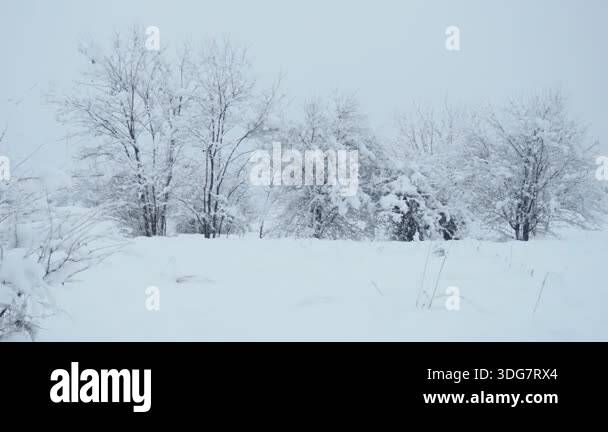 Snow-covered trees and bushes. Heavy canopy. Winter storm. Climate ...