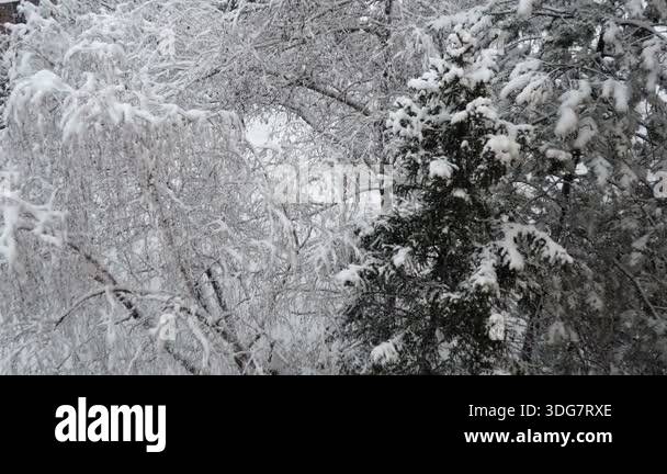 Snow-covered trees and bushes. Heavy canopy. Winter storm. Climate ...