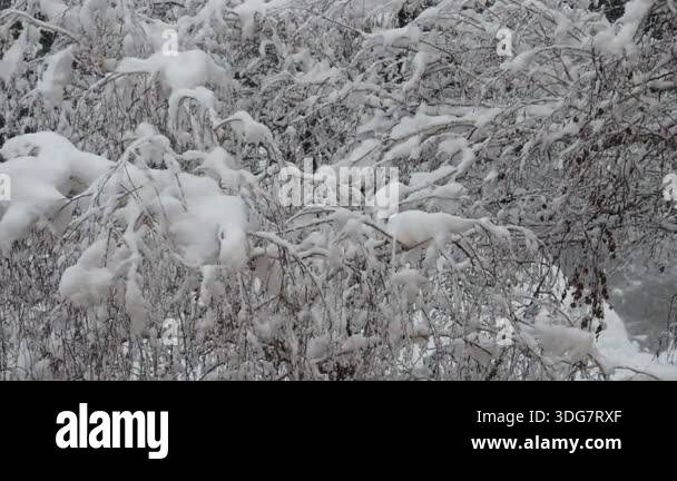 Snow-covered birch trees. Heavy canopy. Winter storm. Climate change ...