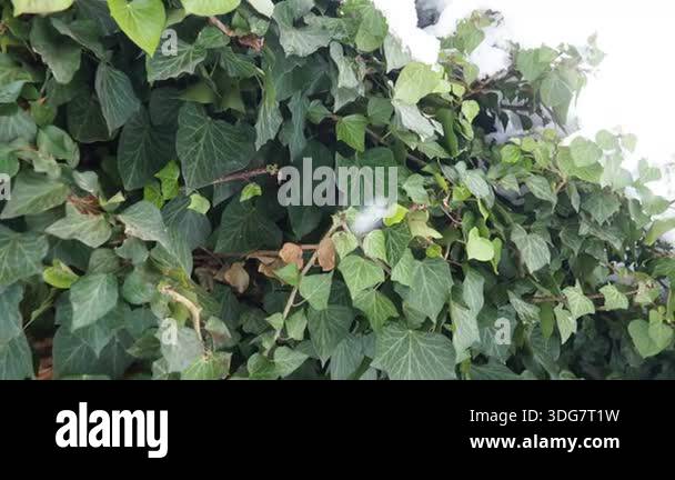 Ivy Leaves Peeking Through Soft, Fluffy Snow, Beautiful Contrast ...