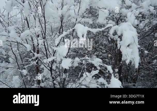 Snow-covered trees and bushes. Heavy canopy. Winter storm. Climate ...