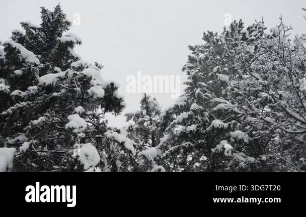 Snow cover Fir Spruce and Pine trees against cloudy sky. Consequences ...