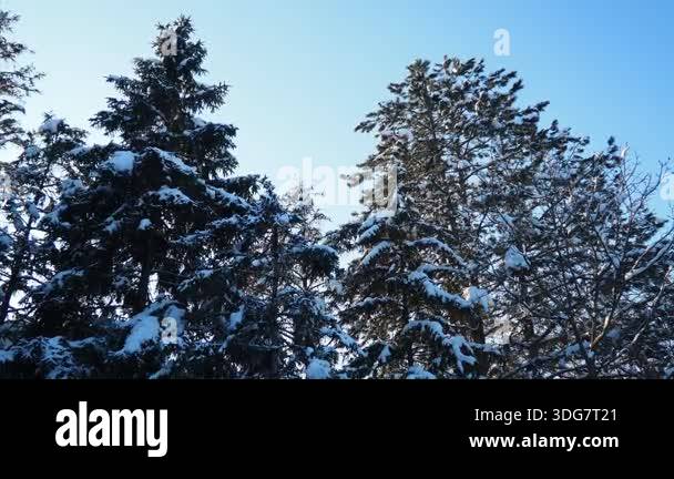 Snow-covered Fir Spruce and Pine trees against blue sky. Consequences ...