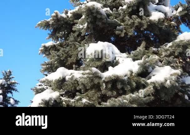 Snow-covered Picea pungens Fir Spruce tree against blue sky. Blue ...