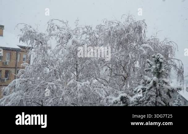 Snow-covered birch trees. Heavy canopy. Winter storm. Climate change ...