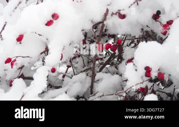 A Wild Rose Rosa Bush Stands Majestically In The Snow, Its Bright Red ...