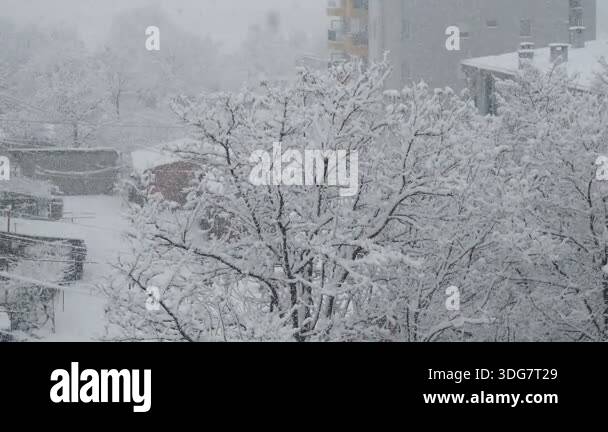 A Winter Snowy Day In The City, Trees Covered In Snow, Heavy Snowfall ...