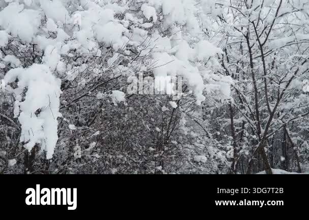 Snow-covered trees and bushes. Heavy canopy. Winter storm. Climate ...