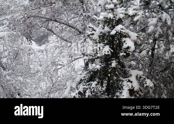 Plump white snowflakes fill space around. Pine, birch and fir spruce ...