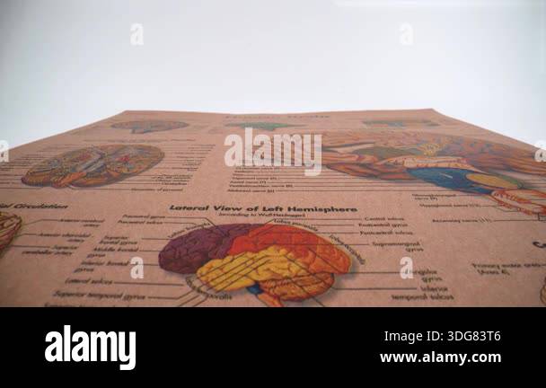 Lateral view of left hemisphere brain anatomy Stock Video Footage - Alamy