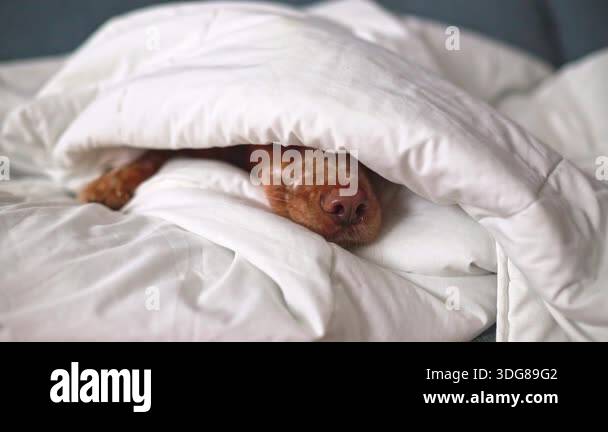 Brown white dog almost fully hidden under thick white duvet. Nose and ...