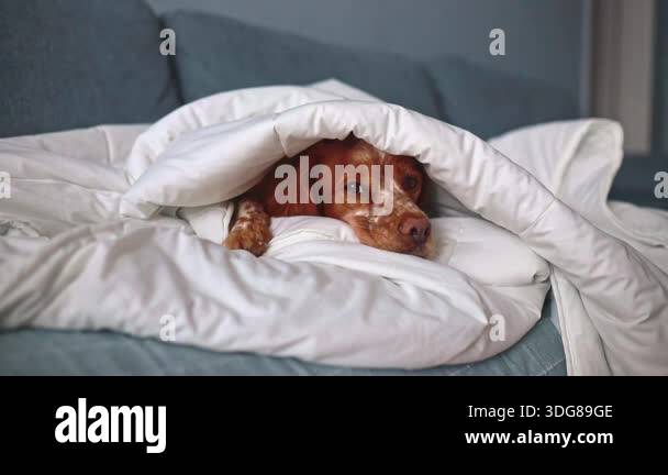 Brown white dog head visible under thick white duvet couch setup. Eyes ...
