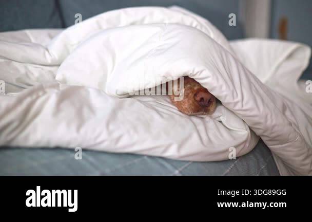 Brown white dog almost fully hidden under thick white duvet. Nose and ...
