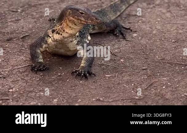 lizard monitor, lizard, varanus alert monitor lizard perched pond edge ...