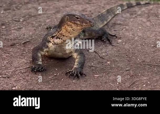 lizard monitor, lizard, varanus alert monitor lizard perched pond edge ...