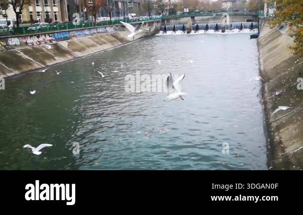 A slow motion video of a pigeon flying over the river in Buckerest ...