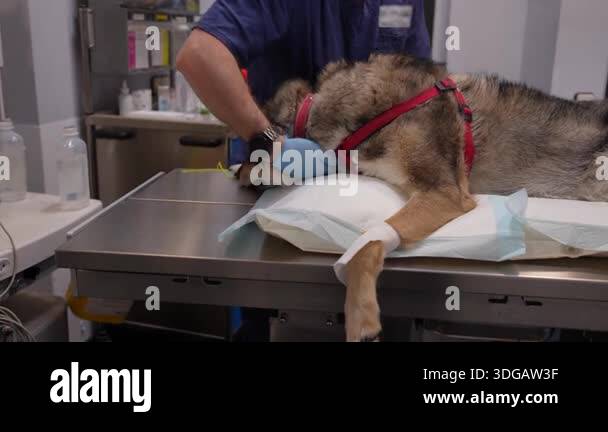Professional veterinarian performing precise dog intubation during ...