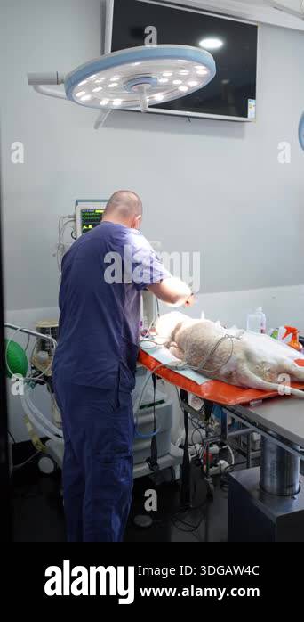 Veterinary team performing a surgical operation on a dog lying on a ...