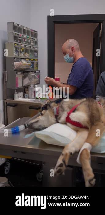 Veterinarian preparing a syringe next to an anesthetized dog lying on a ...
