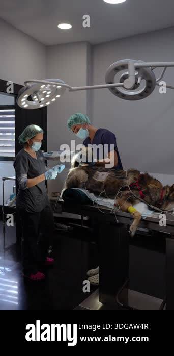 Veterinarians operating a dog lying on a stainless steel table, under a ...