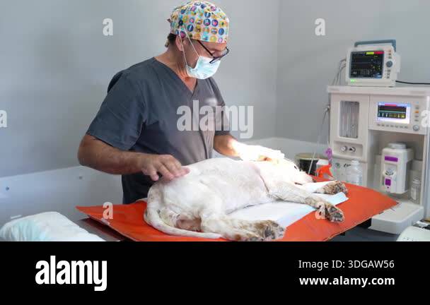 Veterinarian preparing a dog for surgery, checking its vital parameters ...