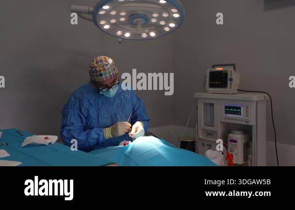 Professional veterinarian performing surgical procedure on covered ...