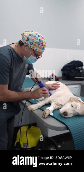 Veterinarian carefully shaving a dog's fur, preparing the area for a ...