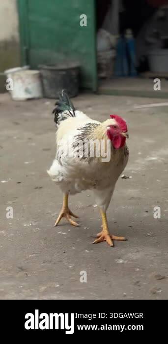 Majestic Rooster Strutting in Farmyard Setting Stock Video Footage - Alamy