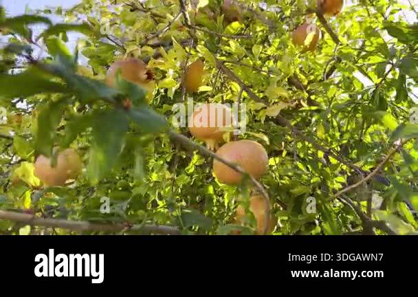 Sea waves gently rolling onto a rocky shore with small stones. Tranquil ...
