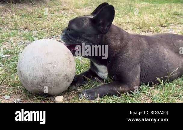 Horizontal video of black French Bulldog with golden streaks grabbing ...