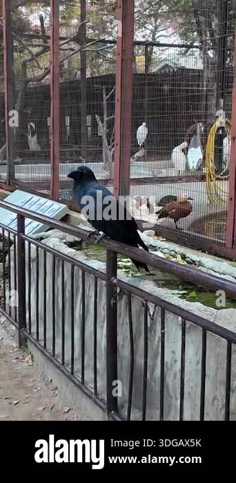 Black Crow Perched on Railing in Japanese Animal Enclosure. High ...
