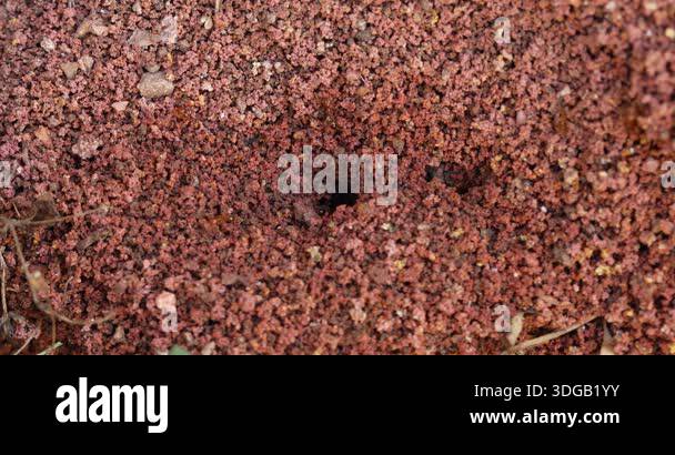 Wildlife footage of tropical fire ants leaving their nest to forage and ...