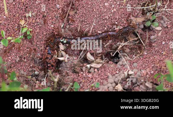Wildlife footage of a tropical fire ant carrying a dead earthworm back ...