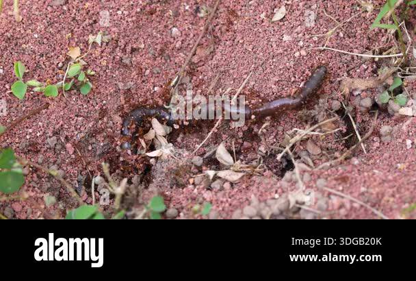 Wildlife footage of a tropical fire ant carrying a dead earthworm back ...