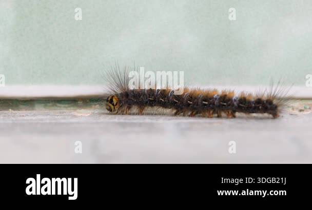 Hairy Caterpillar Walking Across Ground, Nature Wildlife Stock Video ...