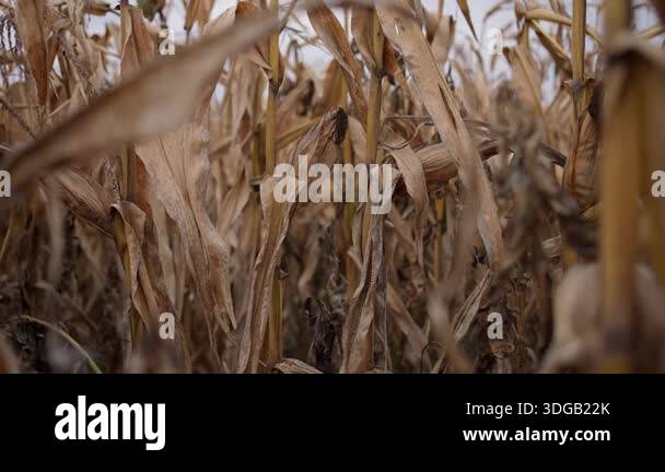 Dry corn plants in Stock Videos & Footage - HD and 4K Video Clips - Alamy