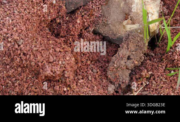 Wildlife footage of tropical fire ants leaving their nest to forage and ...
