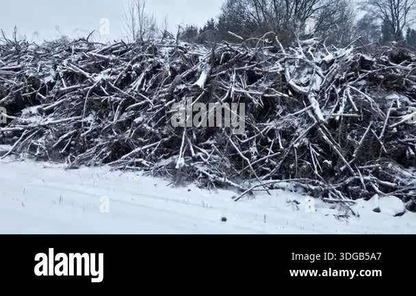 slash debris branches, tops, brush left over after a timber harvest or ...